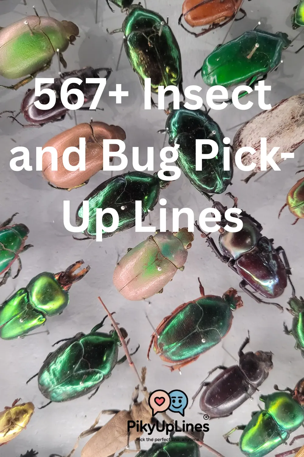 567+ Insect and Bug Pick-Up Lines