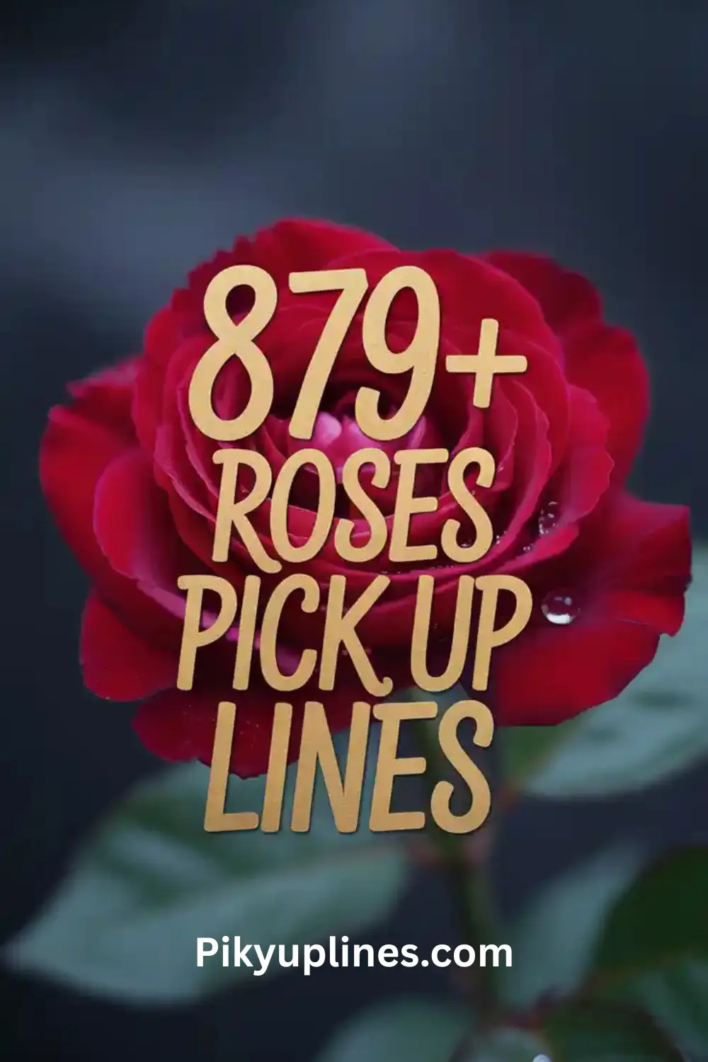 879+ Roses Pick Up Lines for Every Occasion